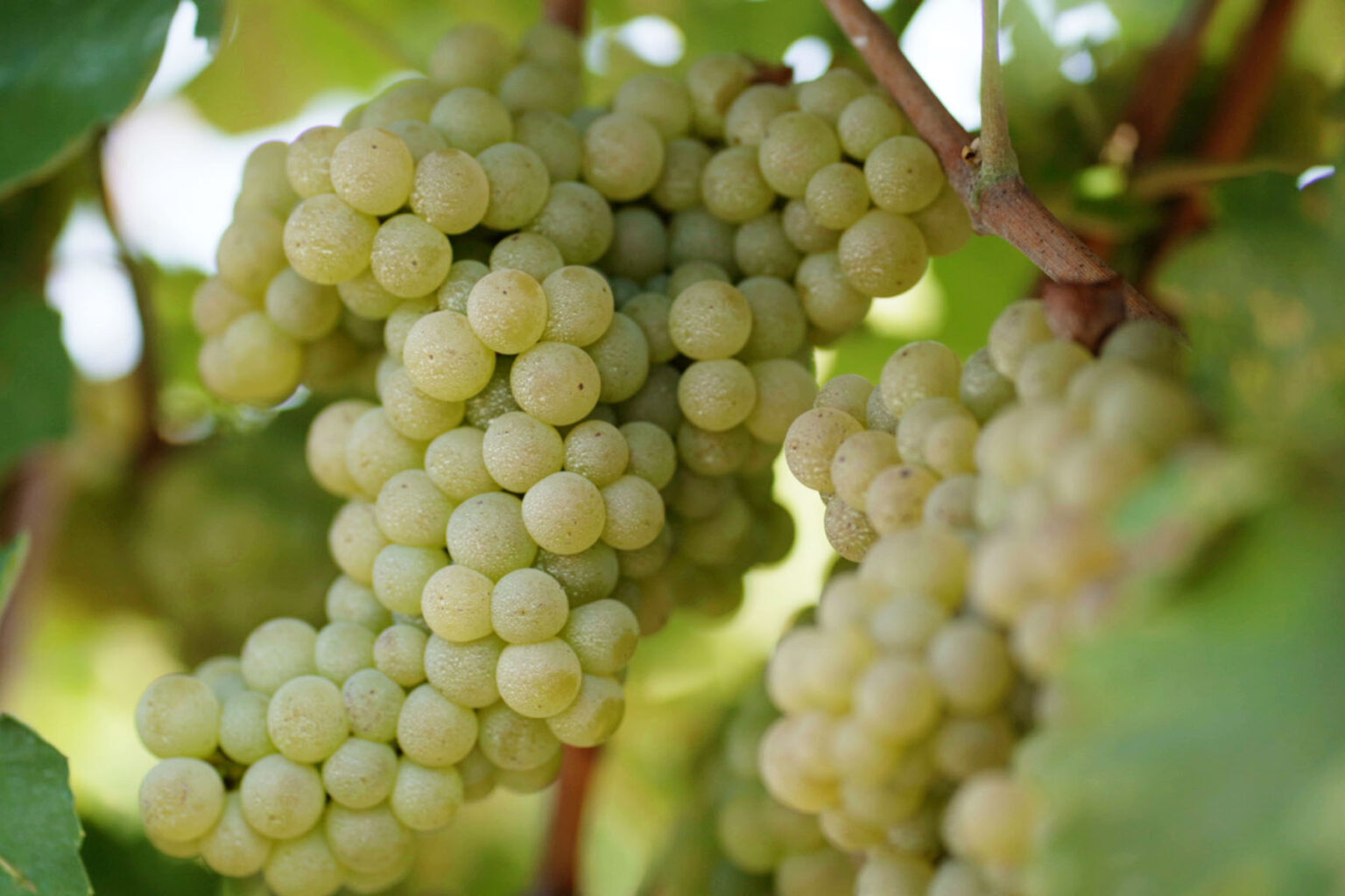 Il Gruppo • Angelini Wines & Estates